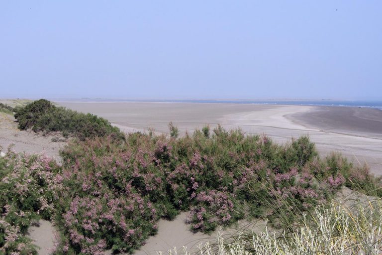 Caleta de los Loros, Pozo Salado y Punta Mejillón - AMP Argentina