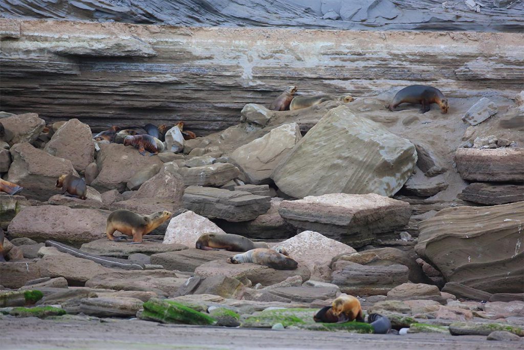Caleta de los Loros, Pozo Salado y Punta Mejillón - AMP Argentina