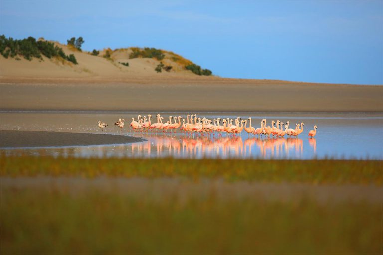 Caleta de los Loros, Pozo Salado y Punta Mejillón - AMP Argentina