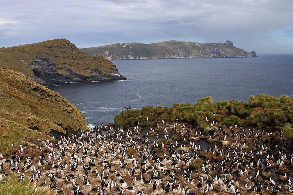 Isla de los Estados y Archipiélago de Año Nuevo - AMP Argentina